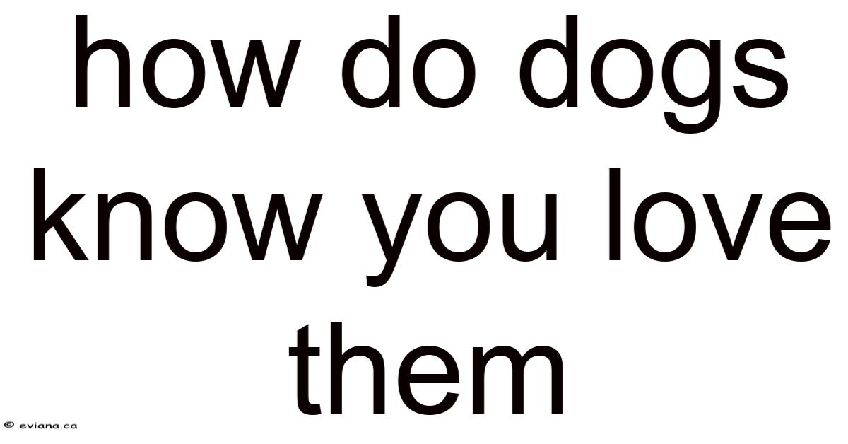 How Do Dogs Know You Love Them