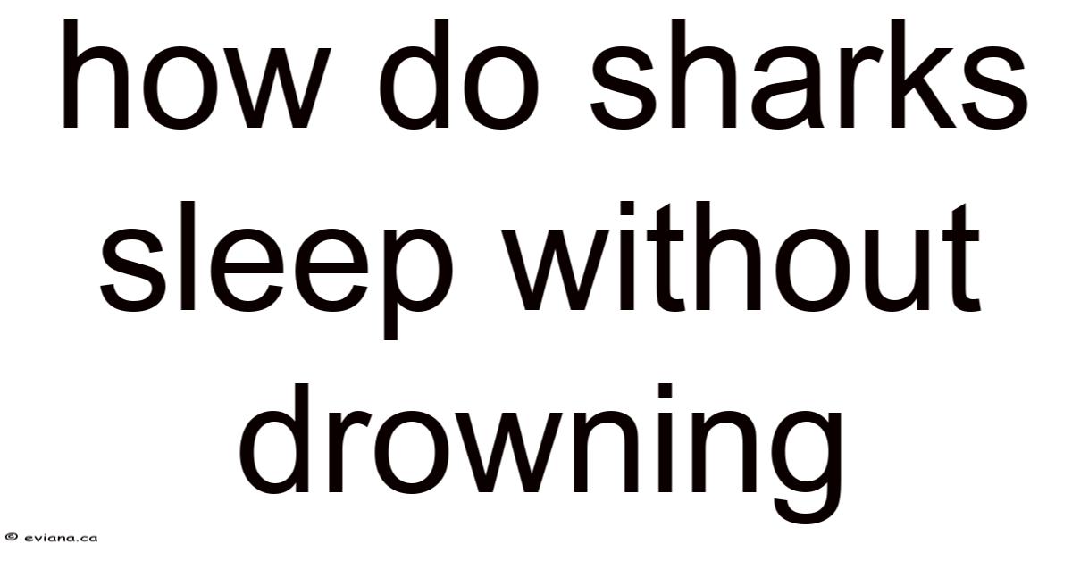 How Do Sharks Sleep Without Drowning