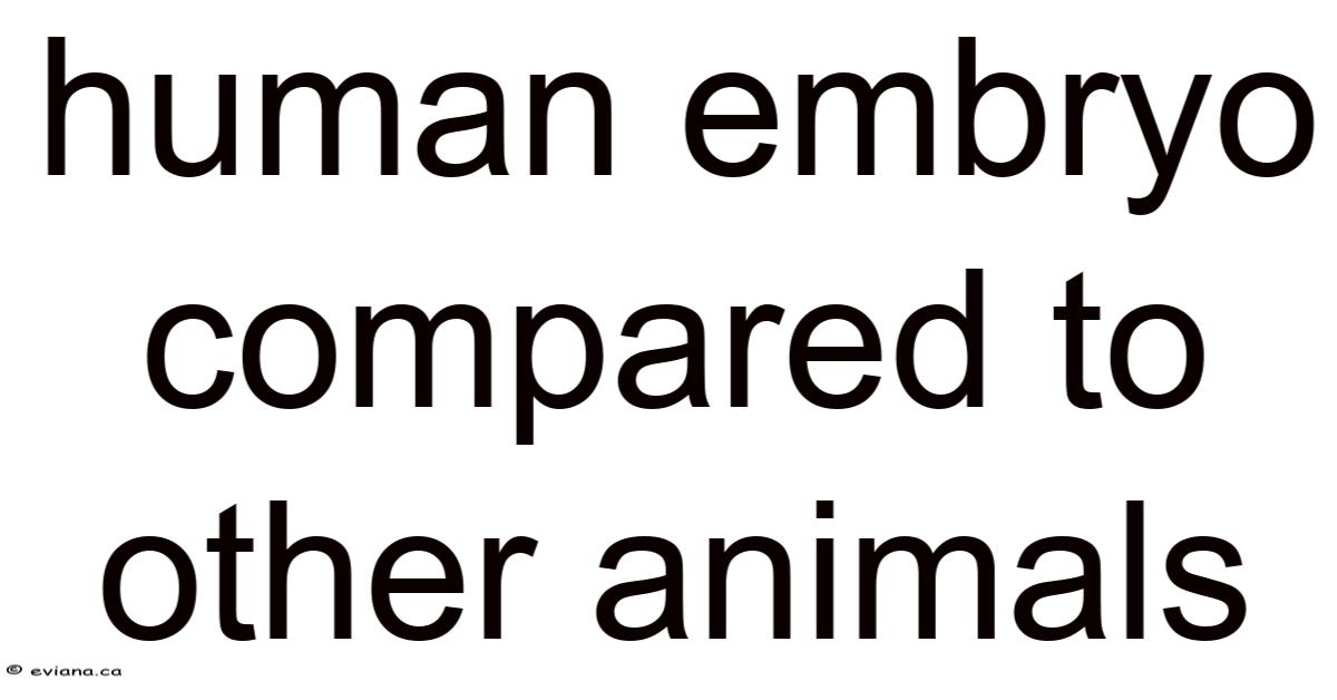 Human Embryo Compared To Other Animals